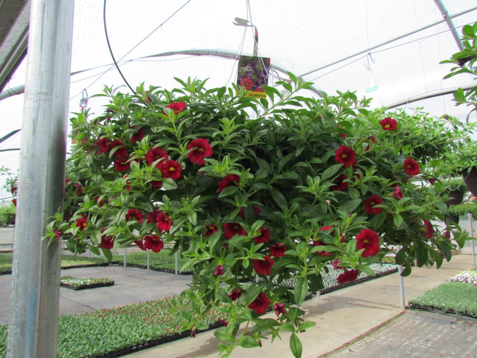 Hanging Basket Calibrachoa