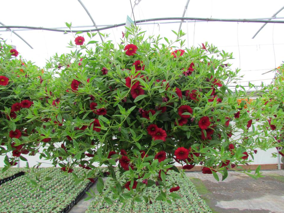 Hanging Basket Calibrachoa