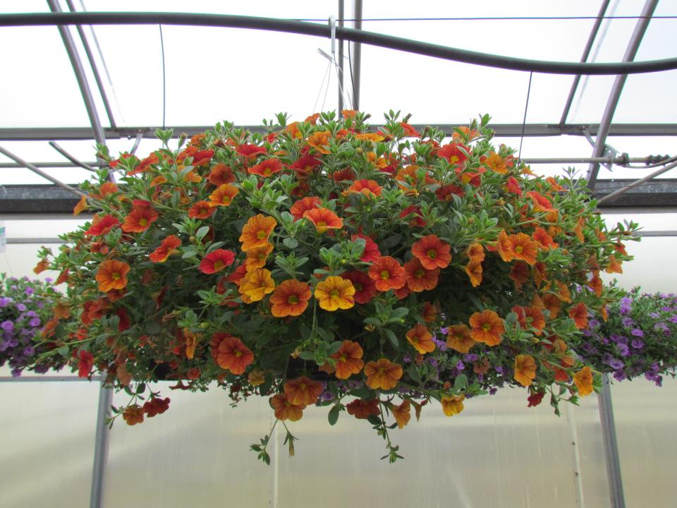 Hanging Basket Calibrachoa