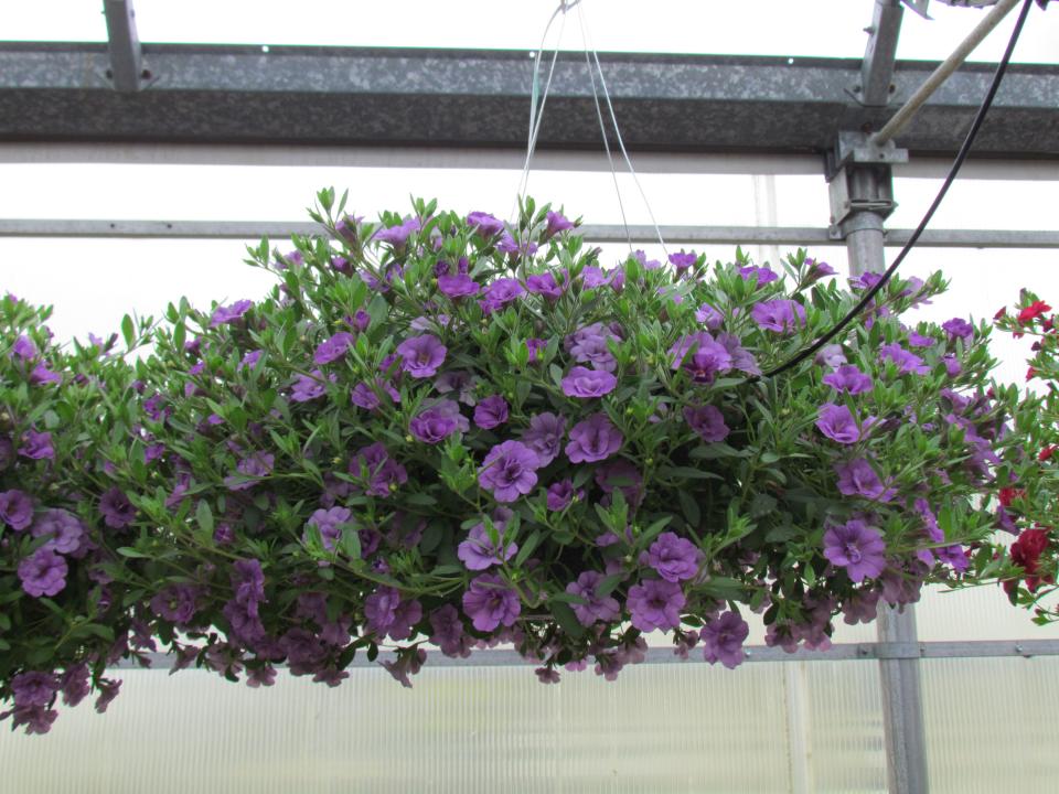 Hanging Basket Calibrachoa
