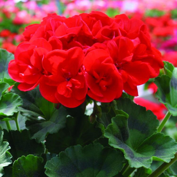 Zonal Geranium Tango Red