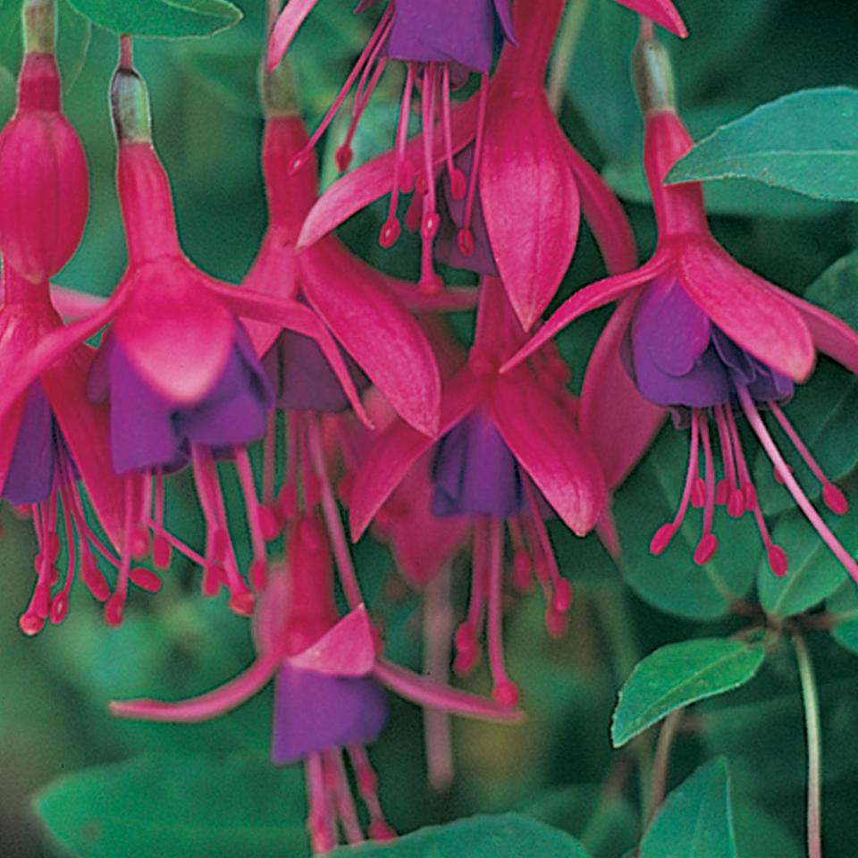 Fuchsia Hardy Tom Thumb