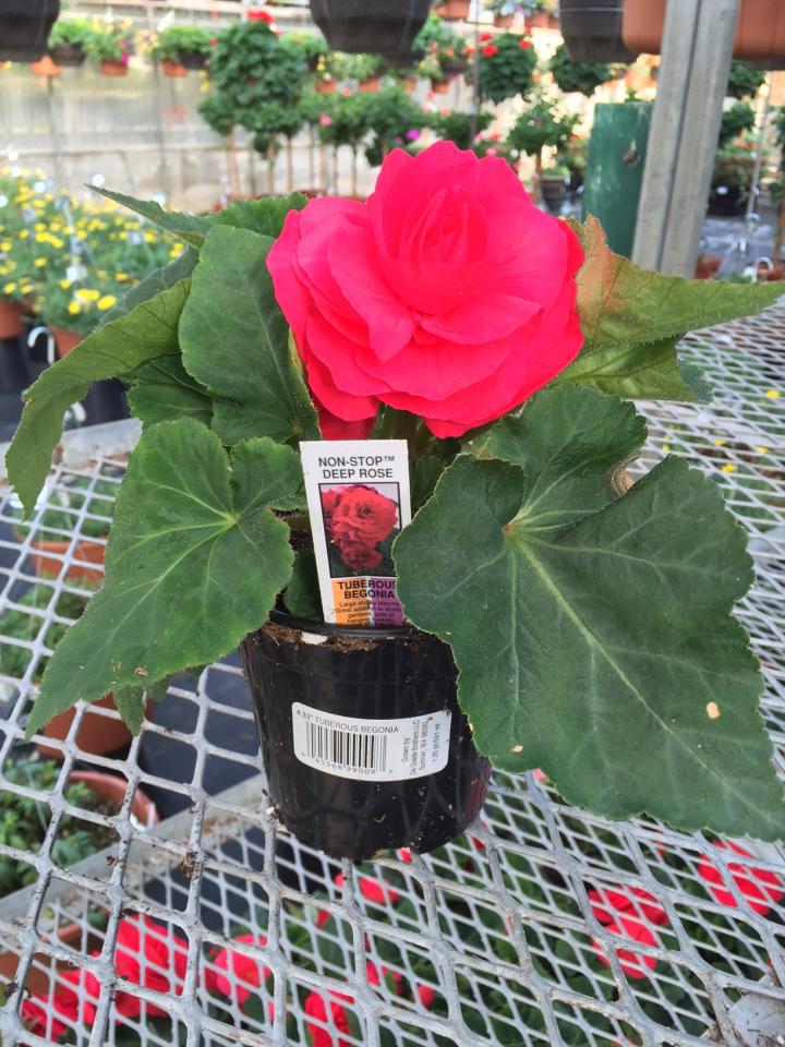 Begonia Nonstop Deep Rose