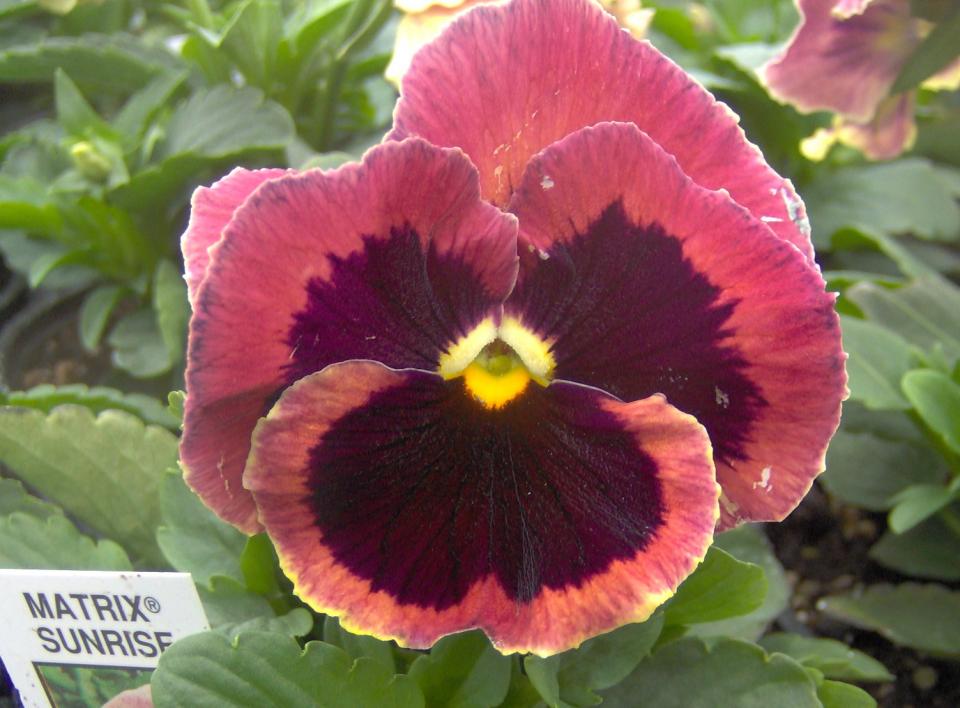 Pansy Matrix Sunrise