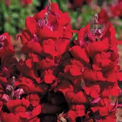 Snapdragon Snaptastic Red