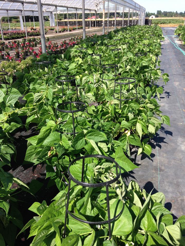 Veggie Cage Bean Blue Lake Bush